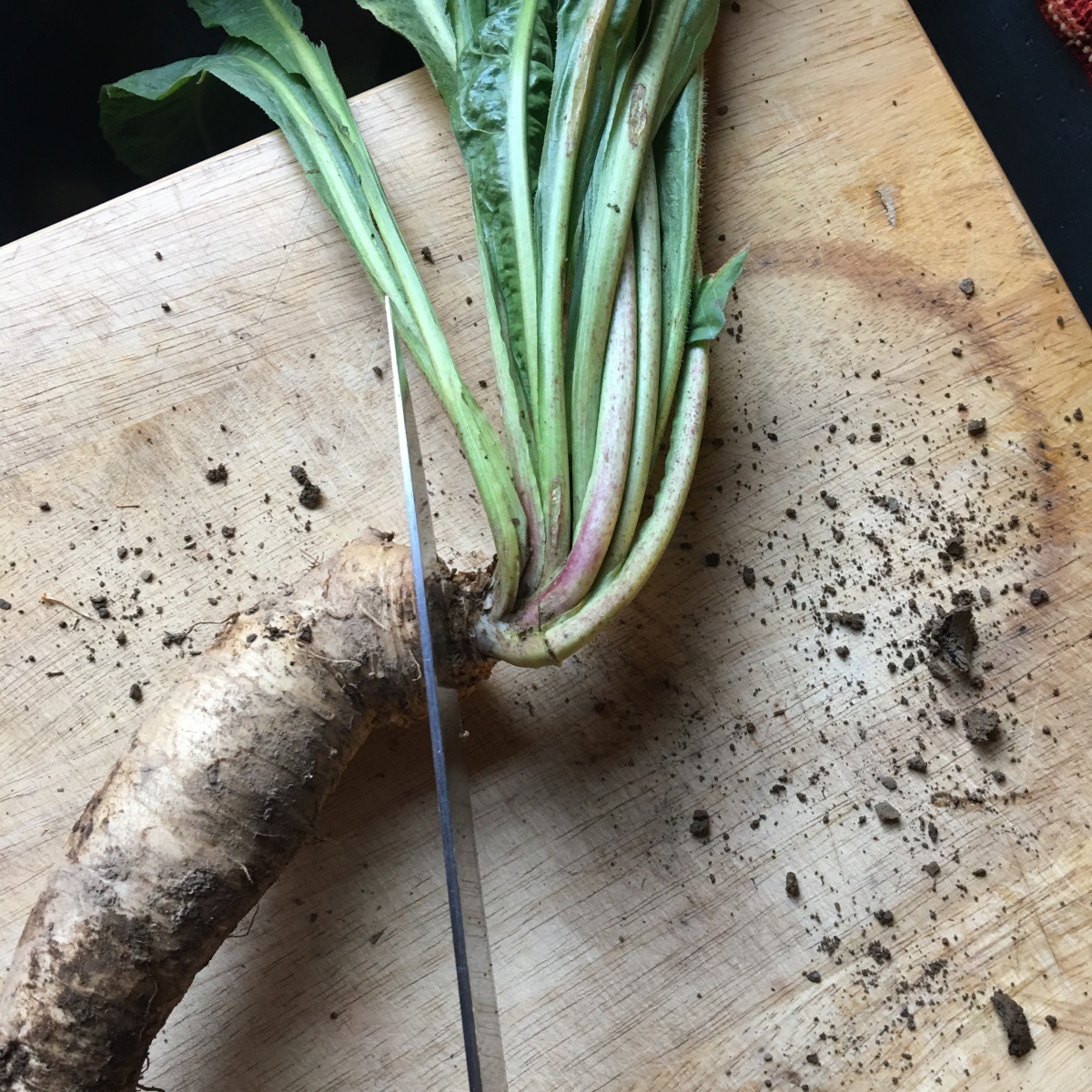 Harvesting and Roasting Chicory Root