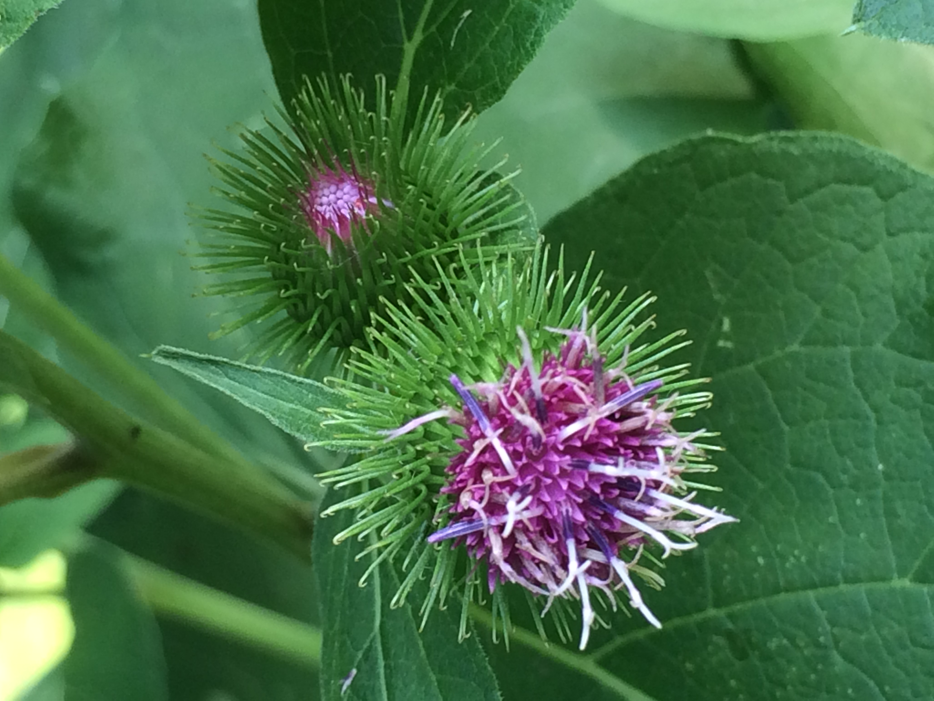 Burdock Flower | Dr. Nate Petley, Naturopathic Doctor