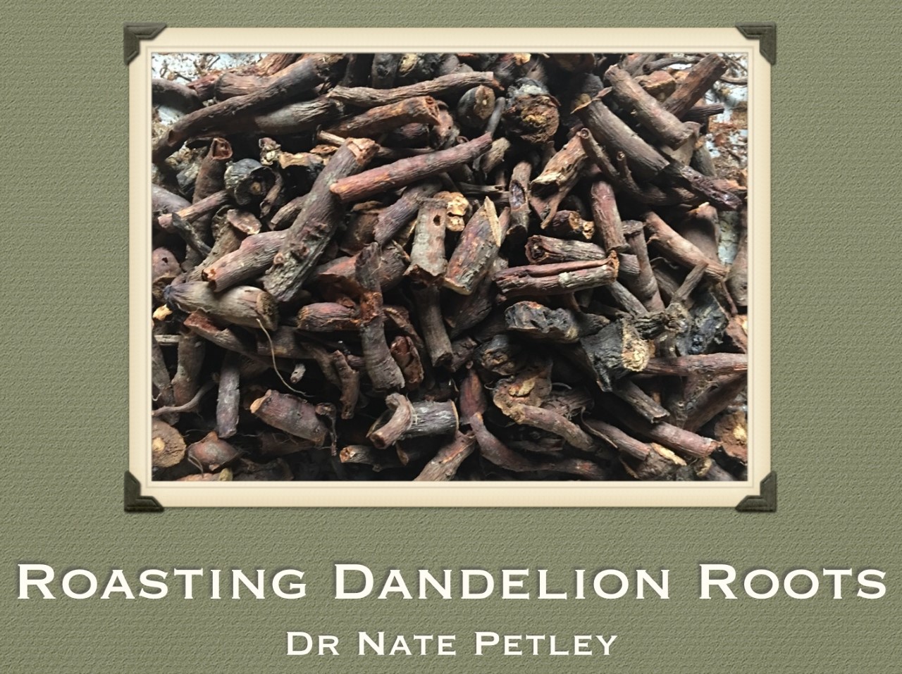 Roasting Dandelion Roots with Dr. Nate Petley