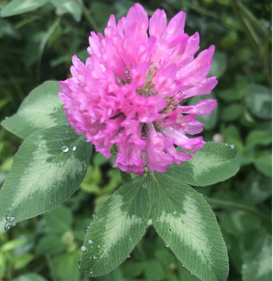 5 Useful Weeds From Your Backyard